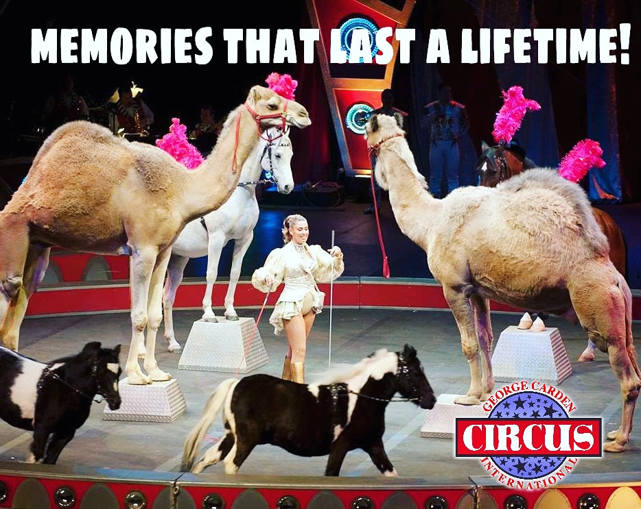 Your Most Frequently Asked Questions – Carden Circus